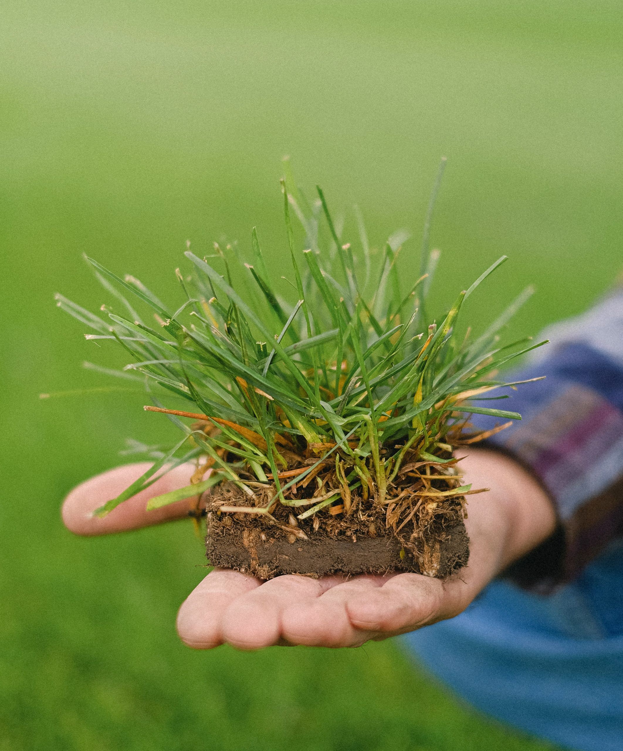 See All Turf Rolls & Garden Products | Top Turf